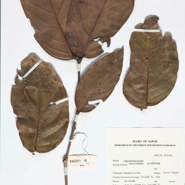 Crypteronia Griffithii Plant Care & How to Grow, Water