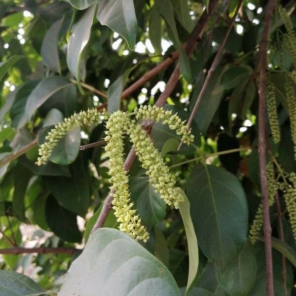 Crypteronia Paniculata Plant Care & How to Grow, Water