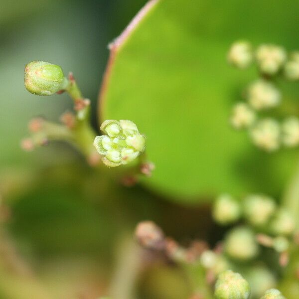 Cryptocarya Aristata Plant Care & How to Grow, Water