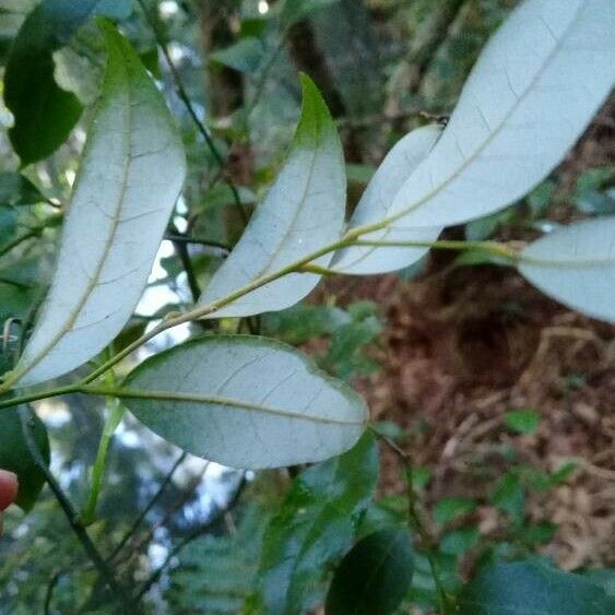 Cryptocarya Dorrigoensis Plant Care & How to Grow, Water