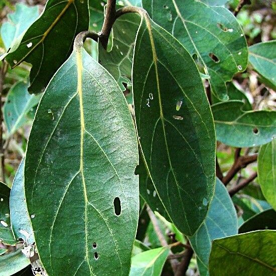 Cryptocarya Elliptica Plant Care & How to Grow, Water
