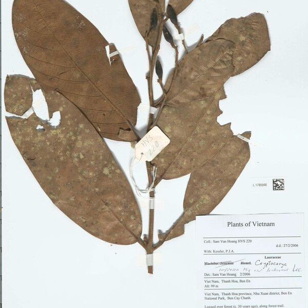 Cryptocarya Impressa Plant Care & How to Grow, Water