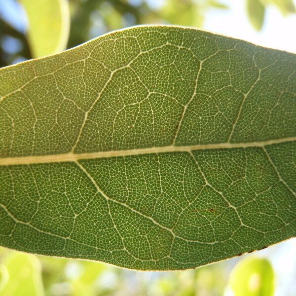 Cryptocarya Leptospermoides Plant Care & How to Grow, Water