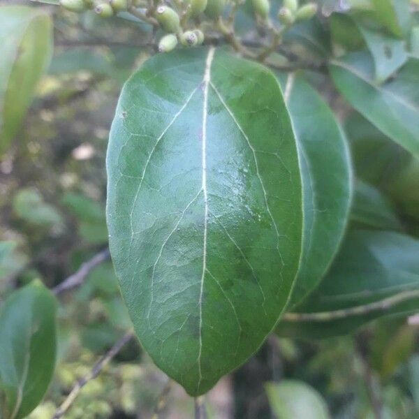 Cryptocarya Lifuensis Plant Care & How to Grow, Water