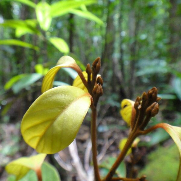 Cryptocarya Longifolia Plant Care & How to Grow, Water
