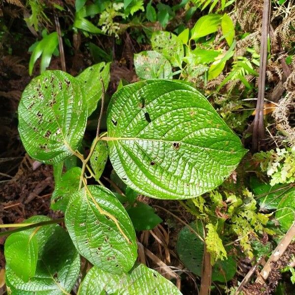 Cryptocarya Macrocarpa Plant Care & How to Grow, Water