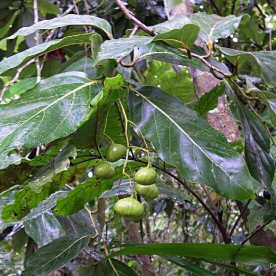 Cryptocarya Macrodesme Plant Care & How to Grow, Water