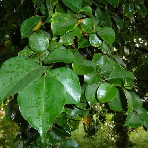 Bastard Camphor Tree (Cryptocarya Woodii) Plant Care & How to Grow, Water