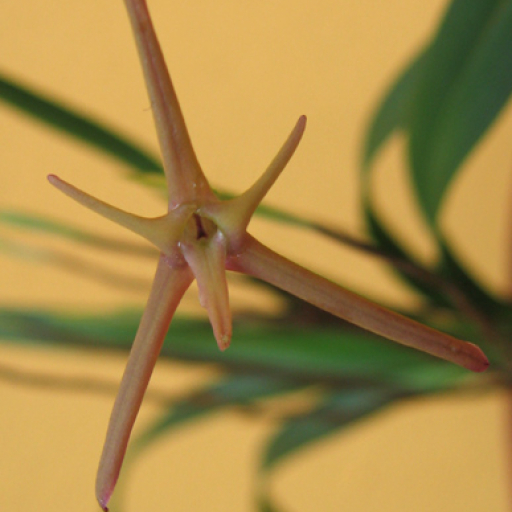 Cryptocentrum Latifolium Care Guide: Water, Soil & Propagation - Plantiary