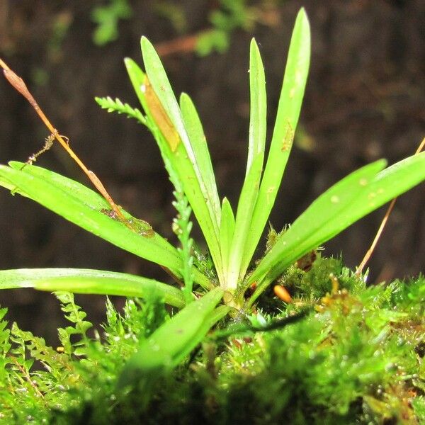 Cryptocentrum Standleyi Care Guide: Water, Soil & Propagation - Plantiary