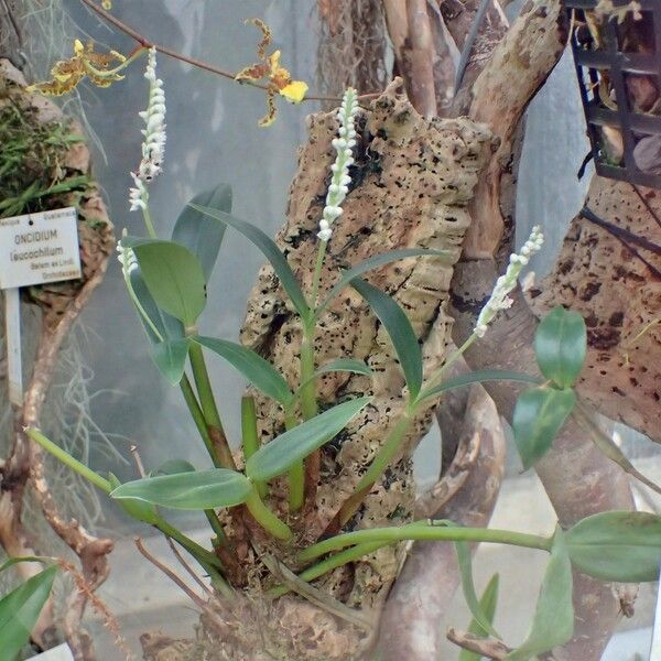 Cryptochilus Strictus Care Guide: Water, Soil & Propagation - Plantiary