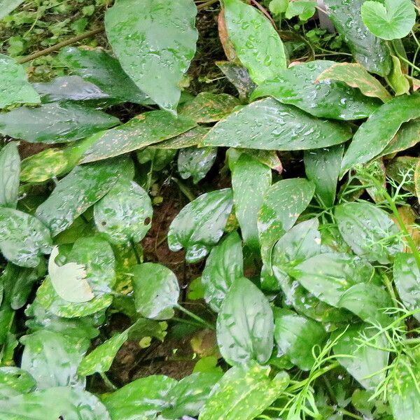 Pink Crypt (Cryptocoryne Pontederiifolia) Plant Care & How to Grow, Water