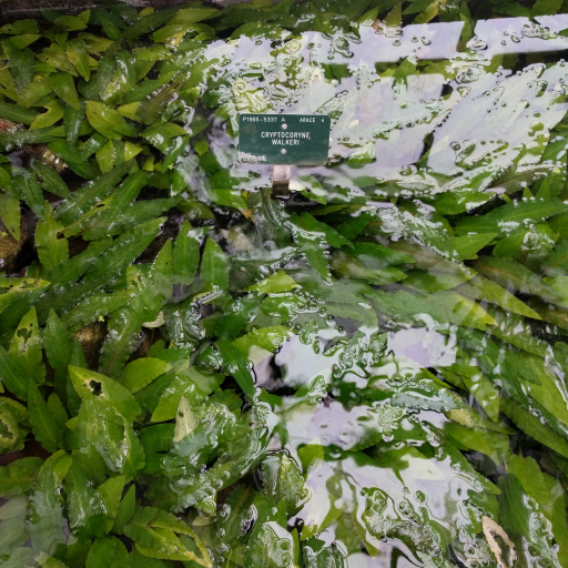 Walker's Water-Trumpet (Cryptocoryne Walkeri) Plant Care & How to Grow ...