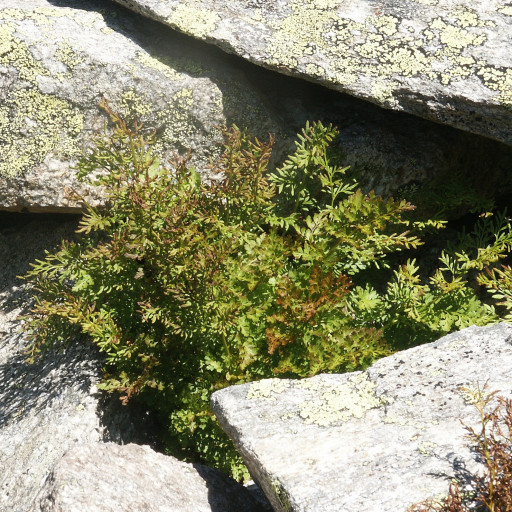 Parsley Fern (Cryptogramma Crispa) Care Guide: Water, Soil ...