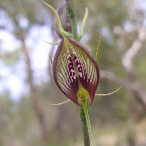 Bonnet Orchid (Cryptostylis Erecta) Plant Care & How to Grow, Water