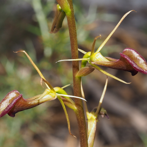 Slipper Orchid (Cryptostylis Ovata) Plant Care & How to Grow, Water
