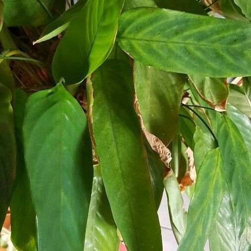 Bamburanta (Ctenanthe Compressa) Plant Care & How to Grow, Water