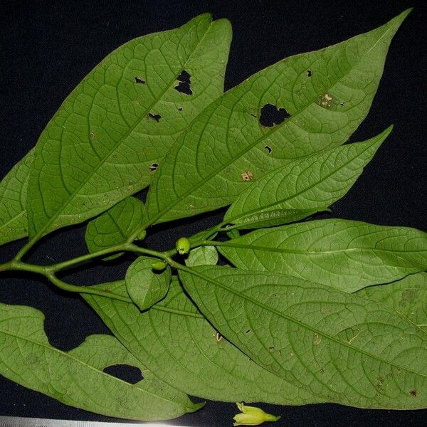 Cuatresia Riparia Care Guide: Water, Soil & Propagation - Plantiary