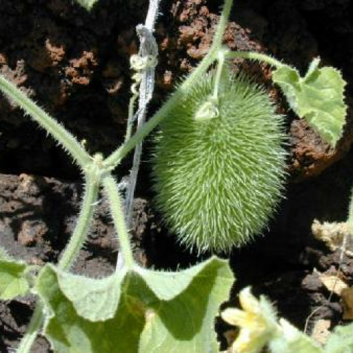 Teasel Gourd (Cucumis Dipsaceus) Plant Care & How to Grow, Water