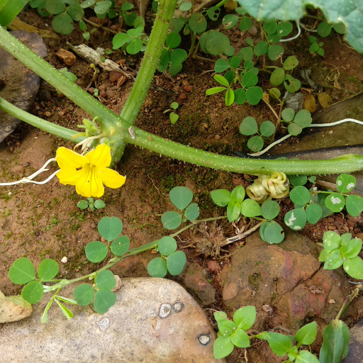 Wild Cucumber (Cucumis Prophetarum) Care Guide: Water, Soil ...
