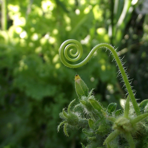 Cucumbers (Cucumis Sativus) Plant Care & How to Grow, Water