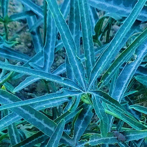 Finger-Leaf Gourd (Cucurbita Digitata) Plant Care & How to Grow, Water