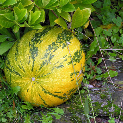 Winter Squash (Cucurbita Maxima) Plant Care & How to Grow, Water