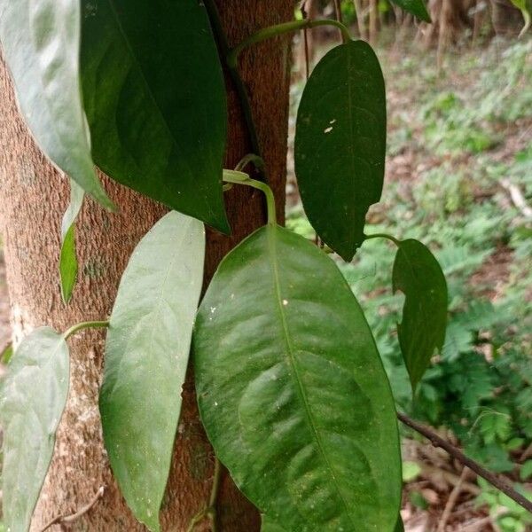 Culcasia Angolensis Plant Care & How to Grow, Water