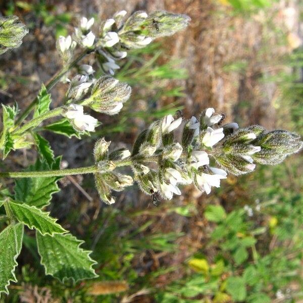 American Scurfpea (Cullen Americanum) Plant Care & How to Grow, Water