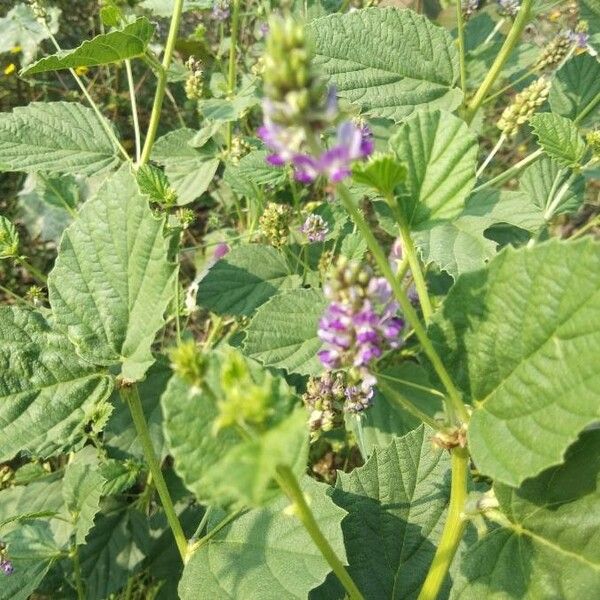 Malayan Scurf Pea (Cullen Corylifolium) Plant Care & How to Grow, Water