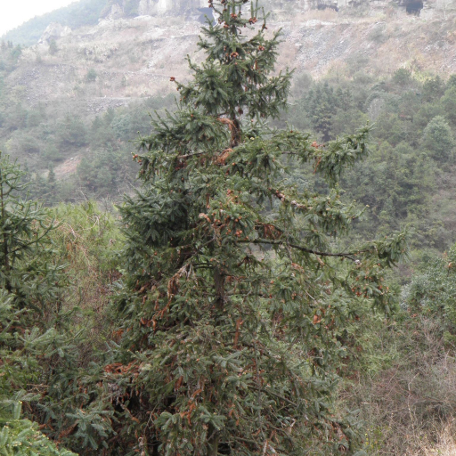 Chinese-Fir (Cunninghamia Lanceolata) Plant Care & How to Grow, Water