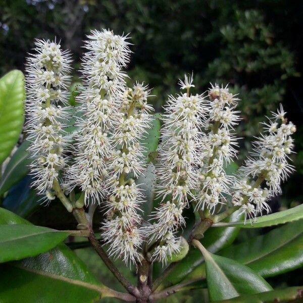 Cunonia Balansae Plant Care & How to Grow, Water