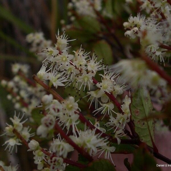 Cunonia Montana Plant Care & How to Grow, Water