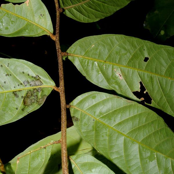 Cupania Livida Care Guide: Water, Soil & Propagation - Plantiary