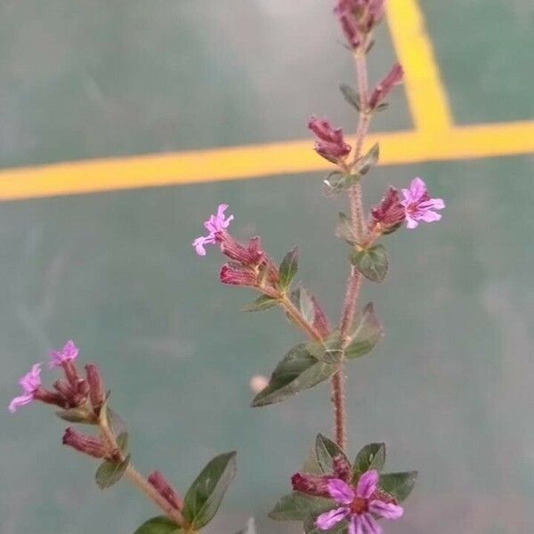 Cuphea Acinos Care Guide: Water, Soil & Propagation - Plantiary