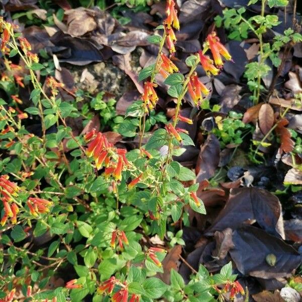 Caribbean-Sunset (Cuphea Cyanea) Plant Care & How to Grow, Water