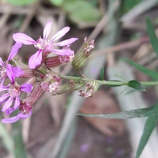 Cuphea Fruticosa Care Guide: Water, Soil & Propagation - Plantiary