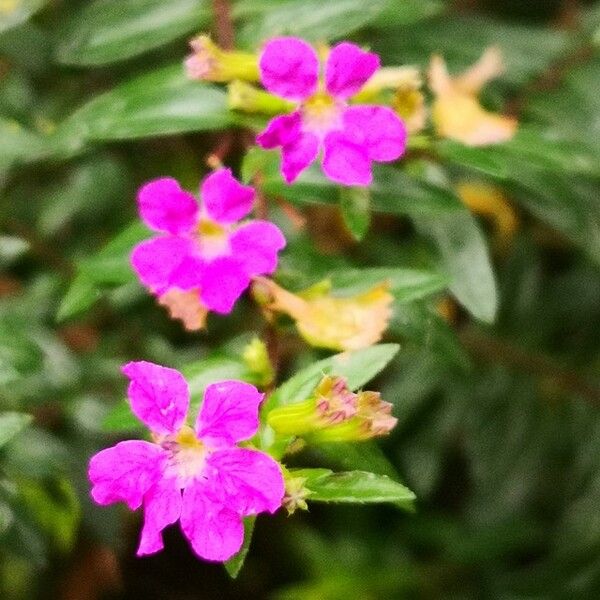 Cigar (Cuphea Hookeriana) Plant Care & How to Grow, Water