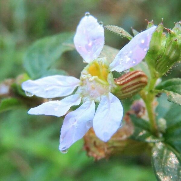 Cuphea Ingrata Plant Care & How to Grow, Water