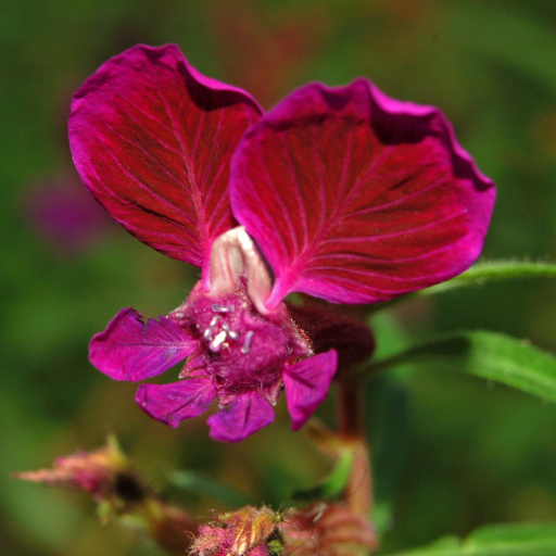 Cigar Flower (Cuphea Lanceolata) Plant Care & How to Grow, Water