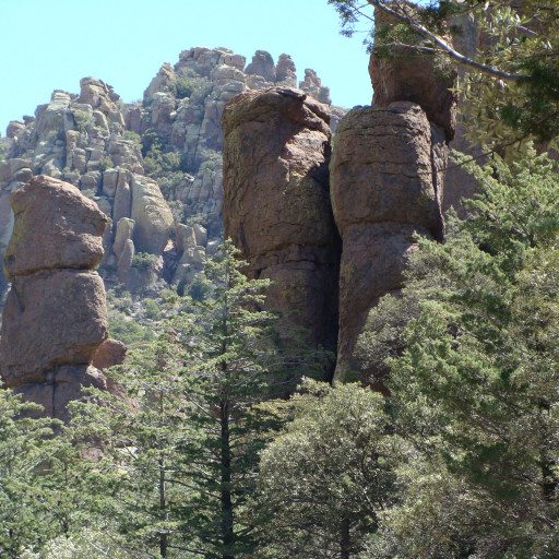 Arizona Cypress (Cupressus Arizonica) Plant Care & How to Grow, Water