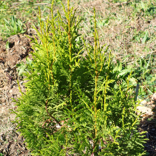 Vietnamese Golden Cypress (Cupressus Vietnamensis) Care Guide: Water ...