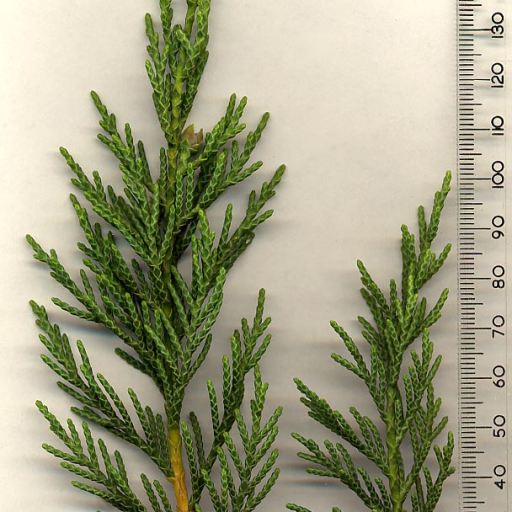 Leyland Cypress (Cupressus X Leylandii) Plant Care & How to Grow, Water