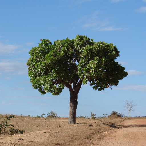 Sandpaper Tree (Curatella Americana) Plant Care & How to Grow, Water