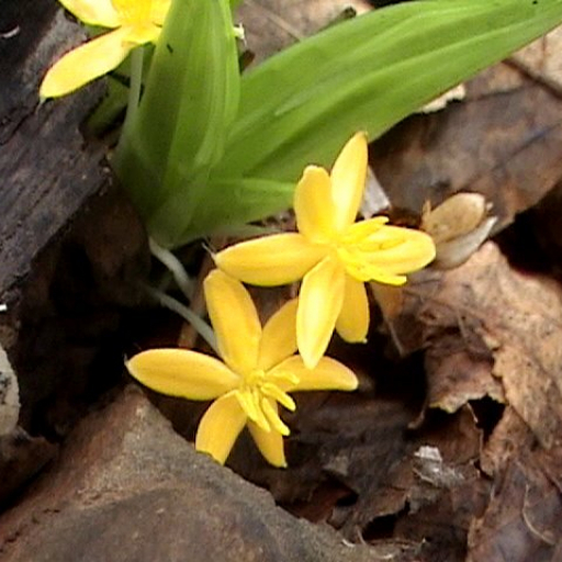 Golden Eye-Grass (Curculigo Orchioides) Care Guide: Water, Soil ...