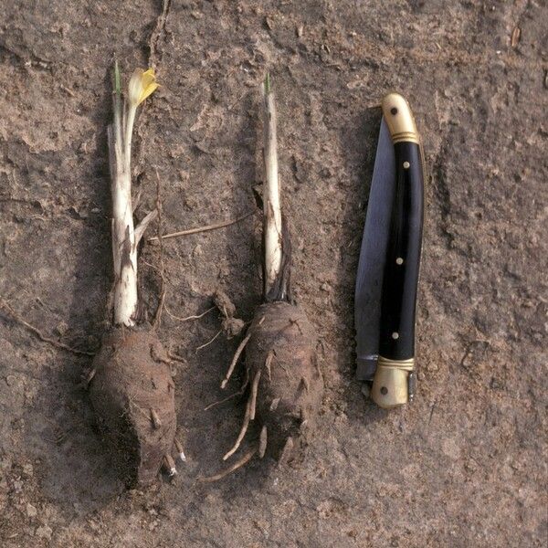 Curculigo Pilosa Plant Care & How to Grow, Water