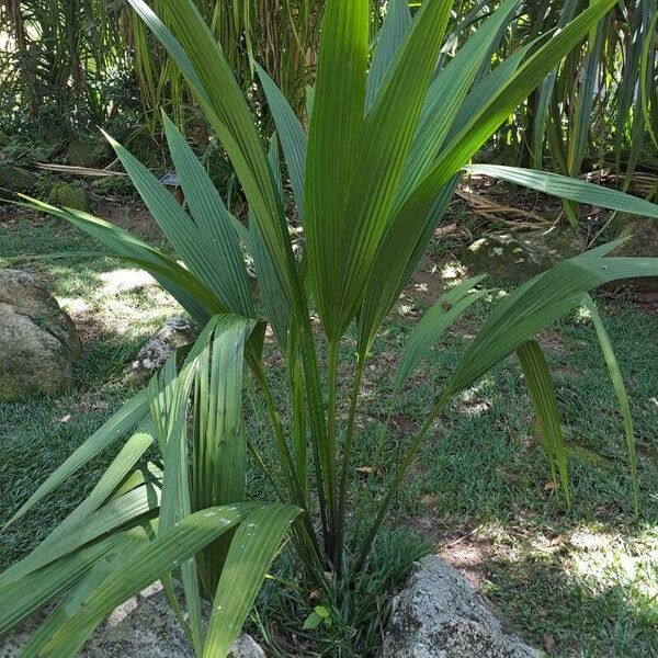 Curculigo Seychellensis Plant Care & How to Grow, Water