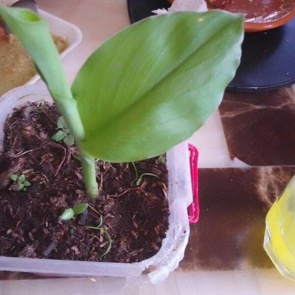 Turmeric Root (Curcuma Aeruginosa) Plant Care & How to Grow, Water