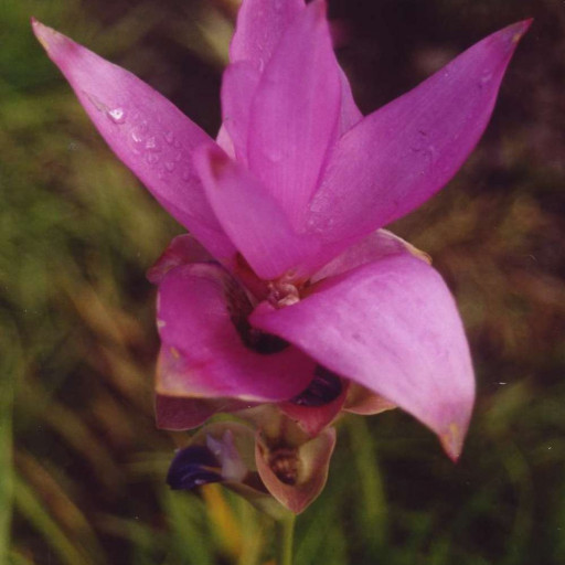 Siam Tulip (Curcuma Alismatifolia) Plant Care & How to Grow, Water