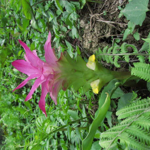 Wild Turmeric (Curcuma Aromatica) Plant Care & How to Grow, Water